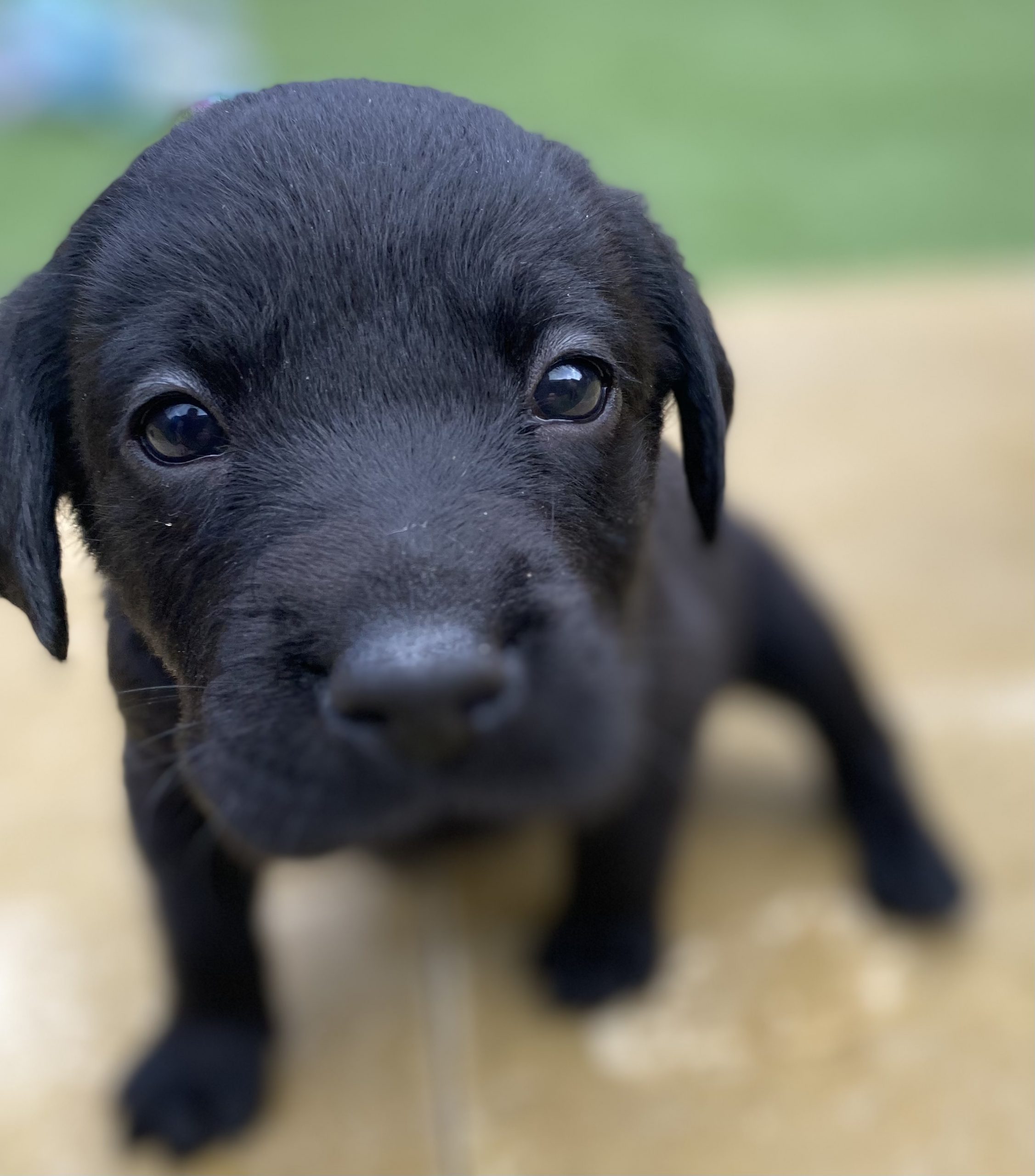 Black Lab Puppies Uk