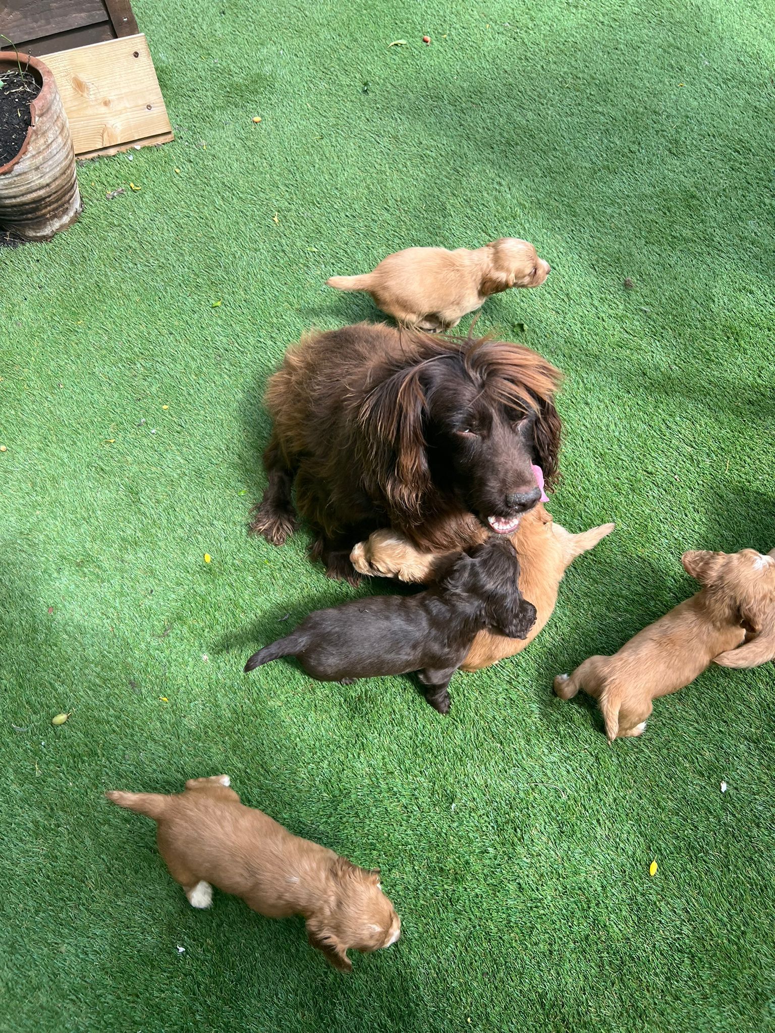 KC Reg Cocker Spaniel puppies | Gundog Trader