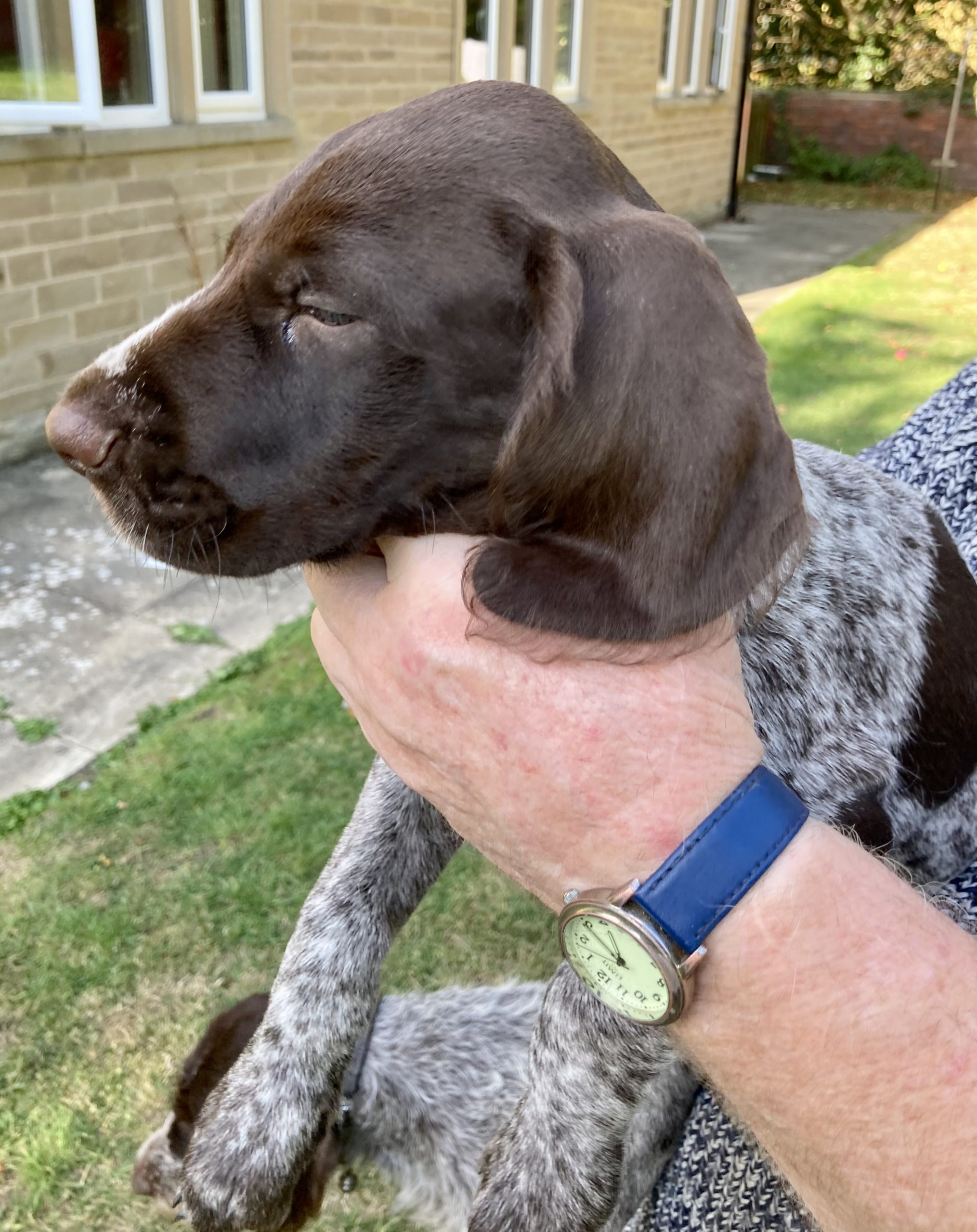 Rare mixed breed Gundog puppies. German Wirehaired Pointer (dam) and ...