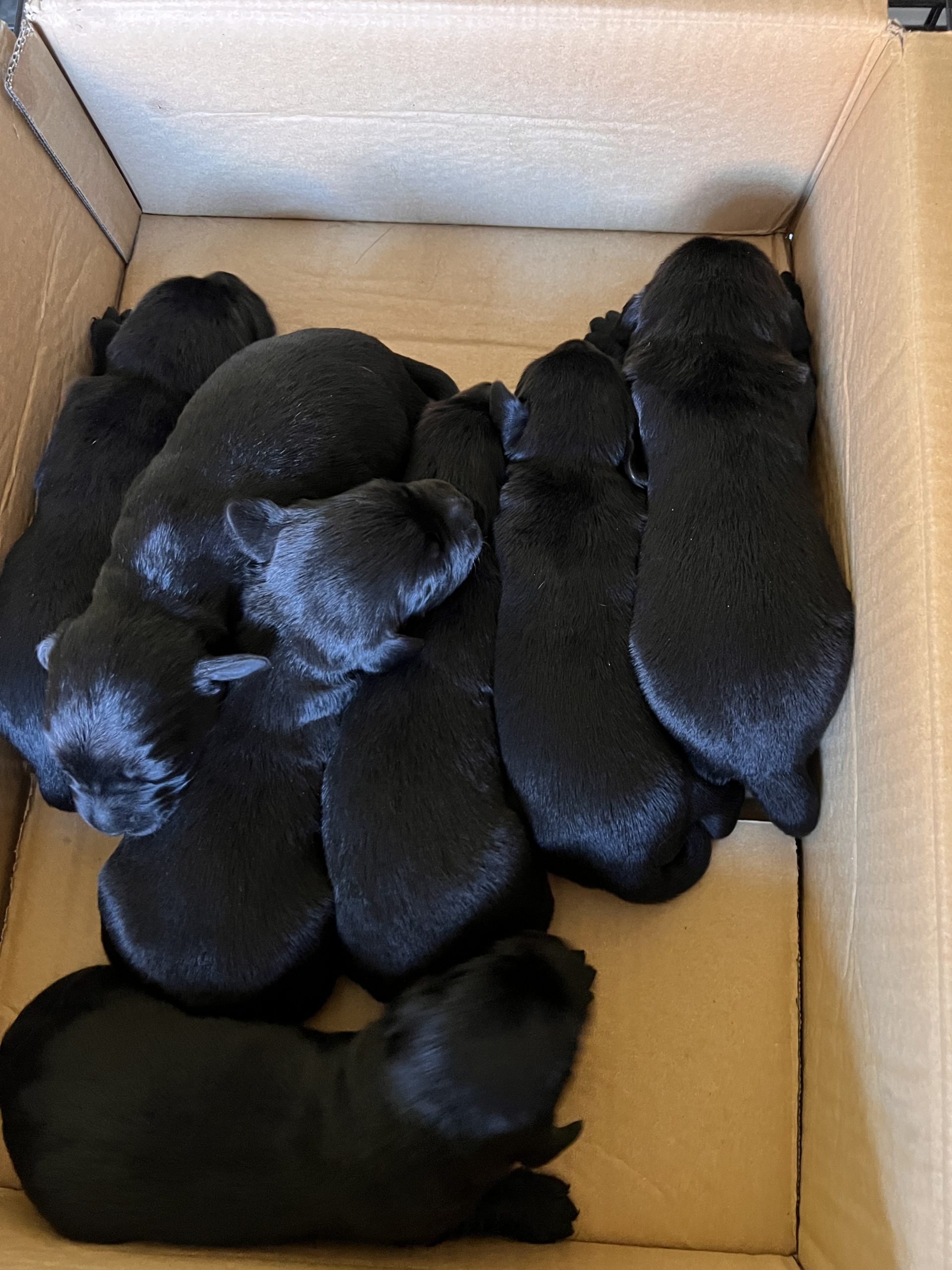 Sprockerdor pups | Gundog Trader