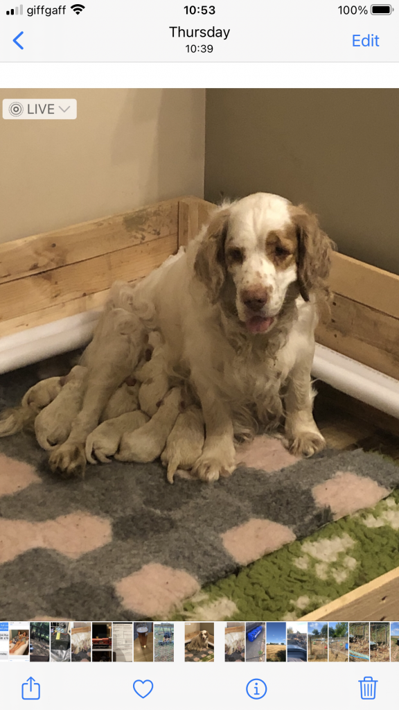 Working Clumber Spaniels for sale | Gundog Trader