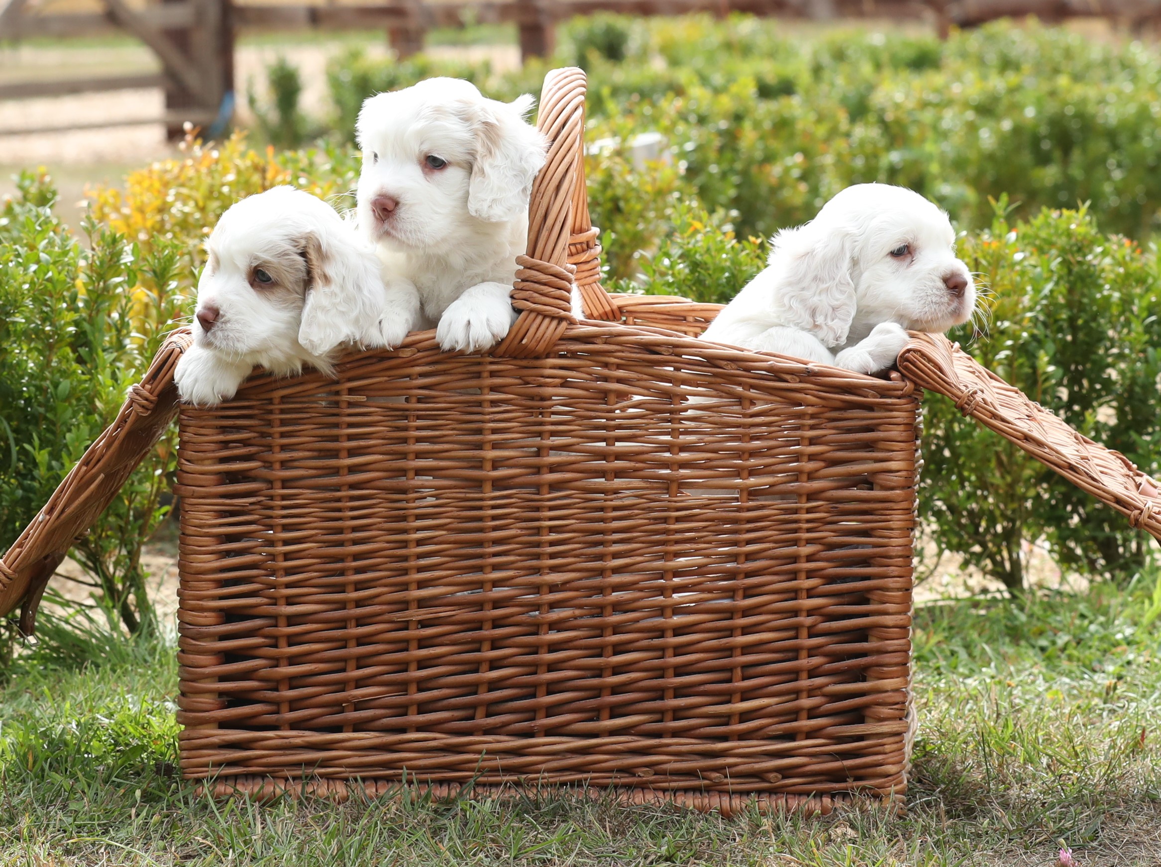 Working Clumber Spaniel Puppies | Gundog Trader