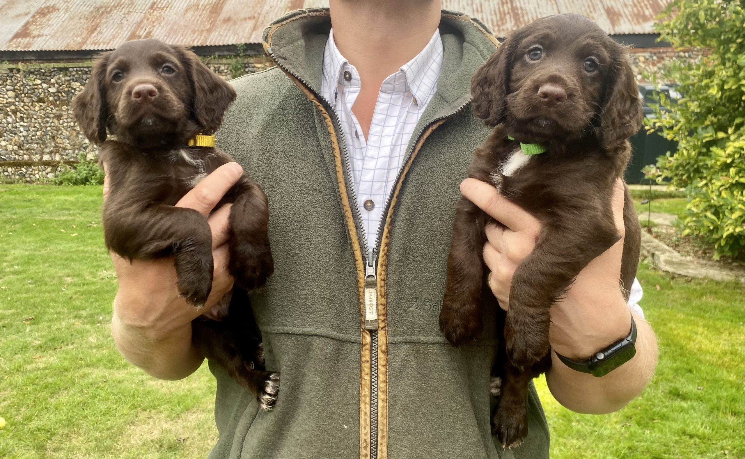 2 Chocolate, Working Cocker Dogs available - from long line of FTCH on ...