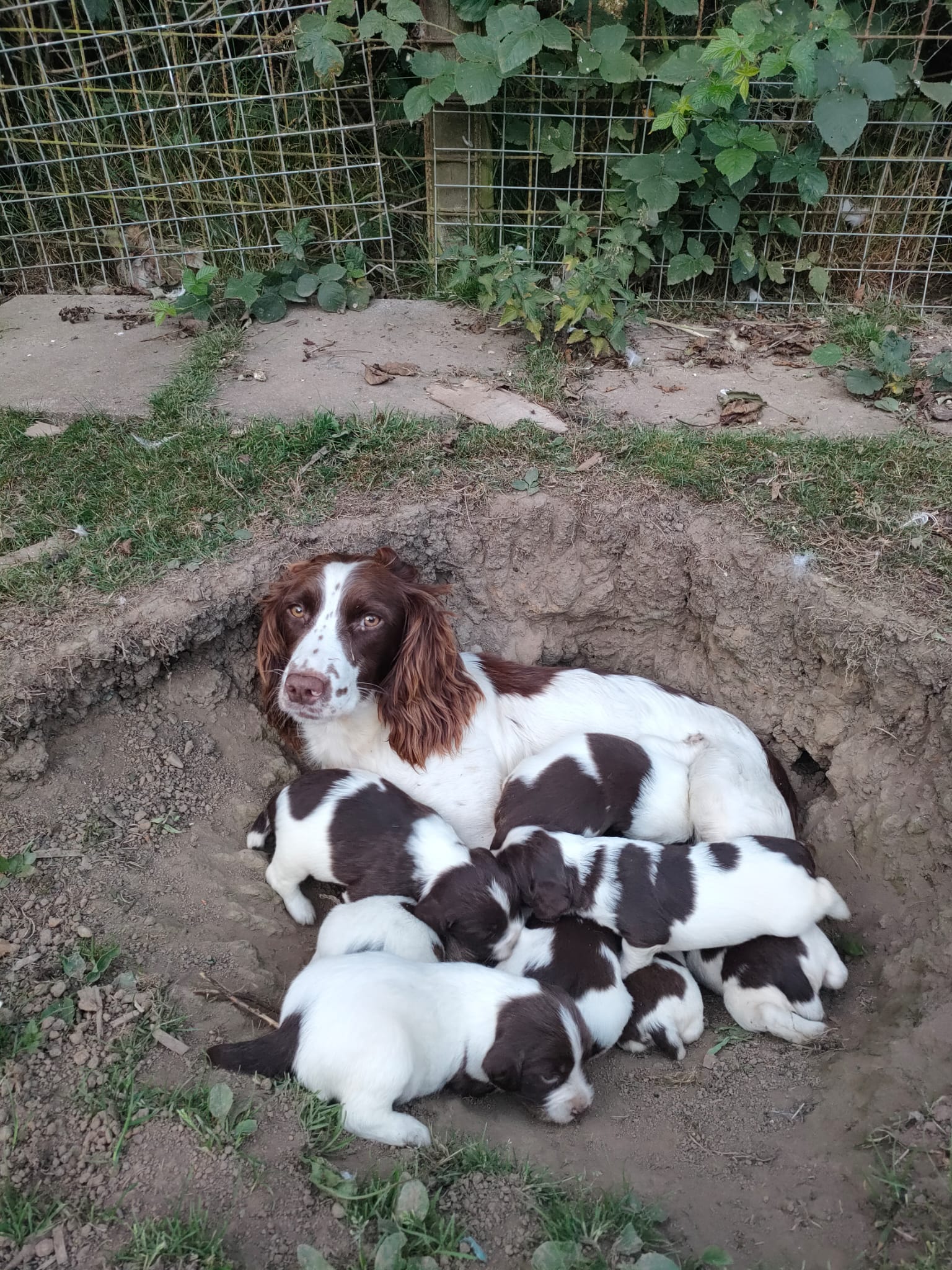 KC REGISTERED ENGLISH SPRINGER SPANIEL PUPS | Gundog Trader
