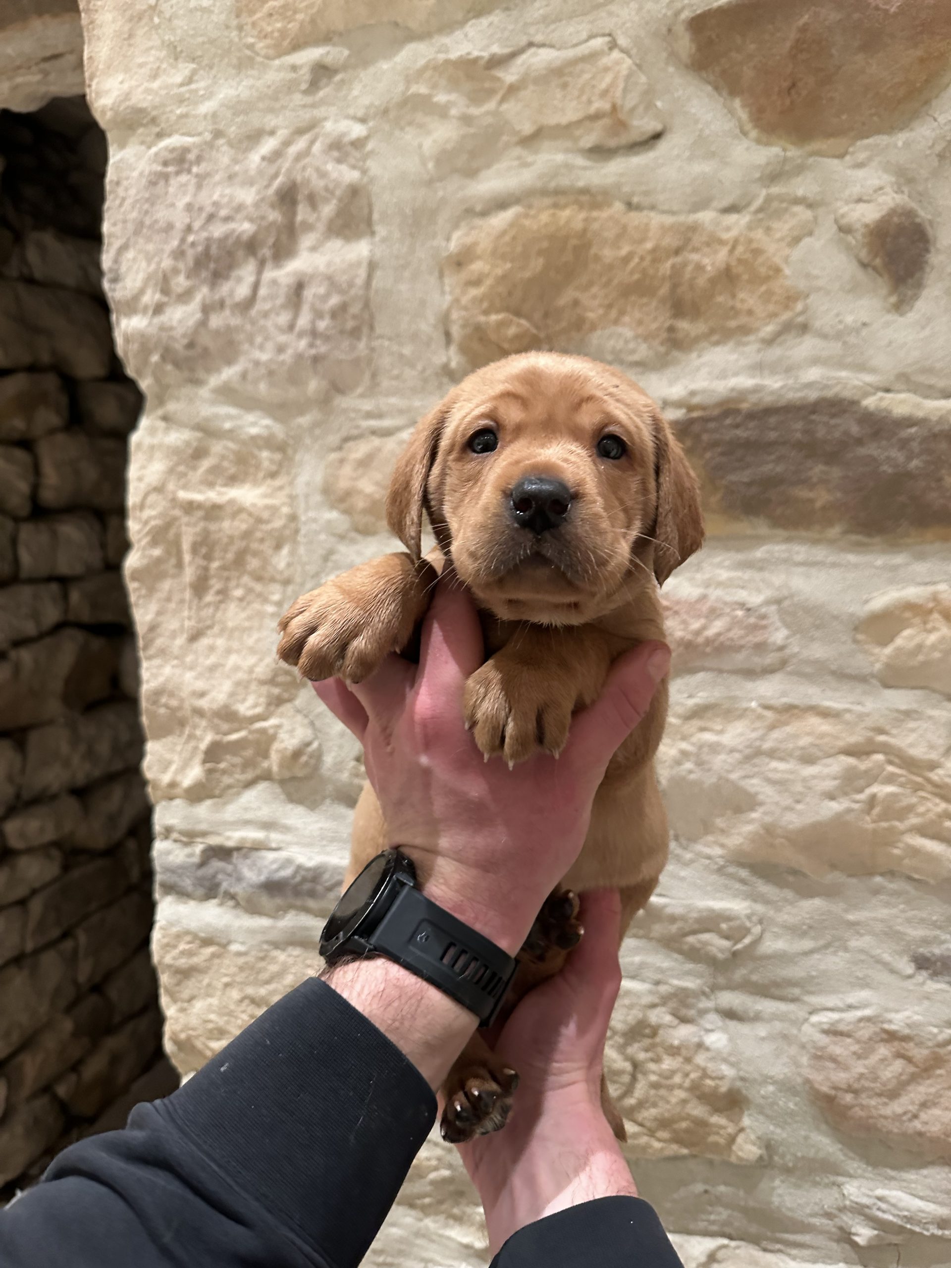 KC reg Fox Red Labrador Pups | Gundog Trader