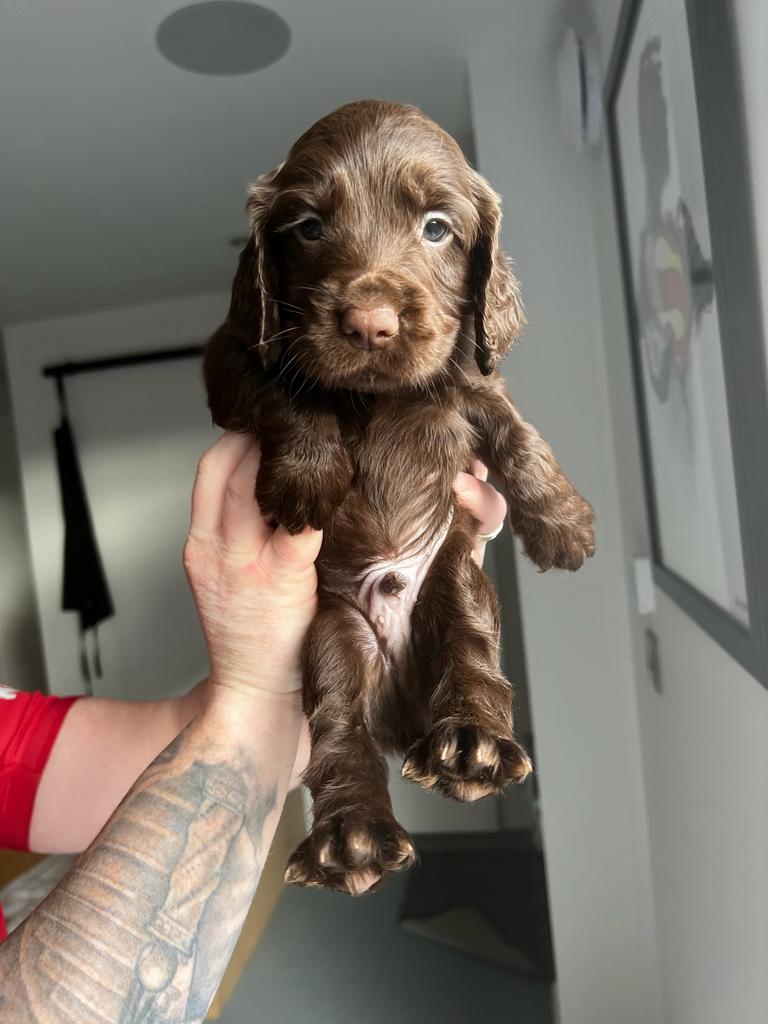 Working Cocker Spaniel | Gundog Trader