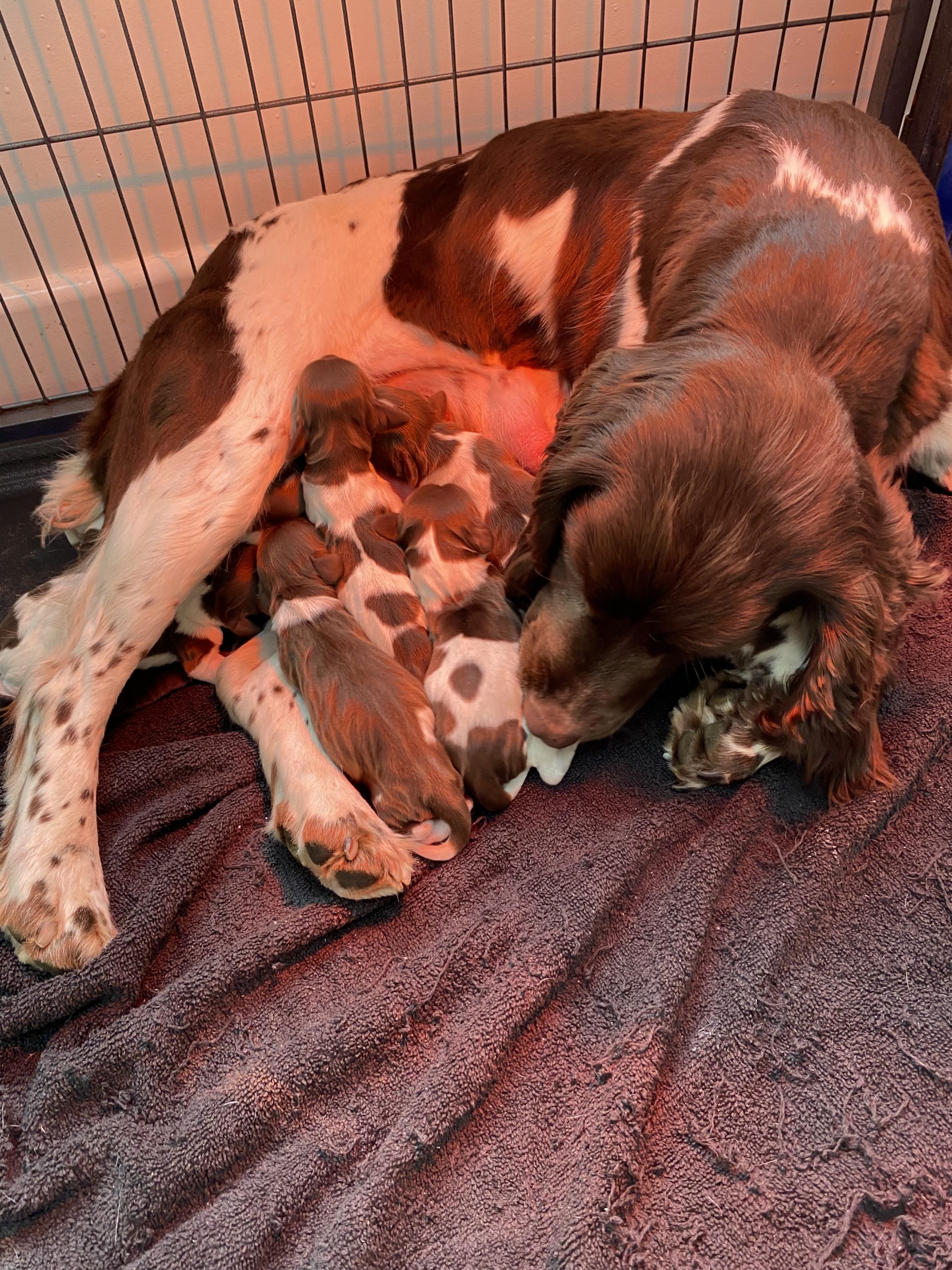 English springer spaniels | Gundog Trader