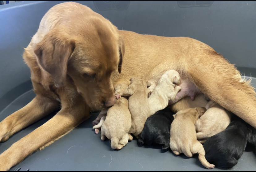 Well breed Labrador puppies | Gundog Trader