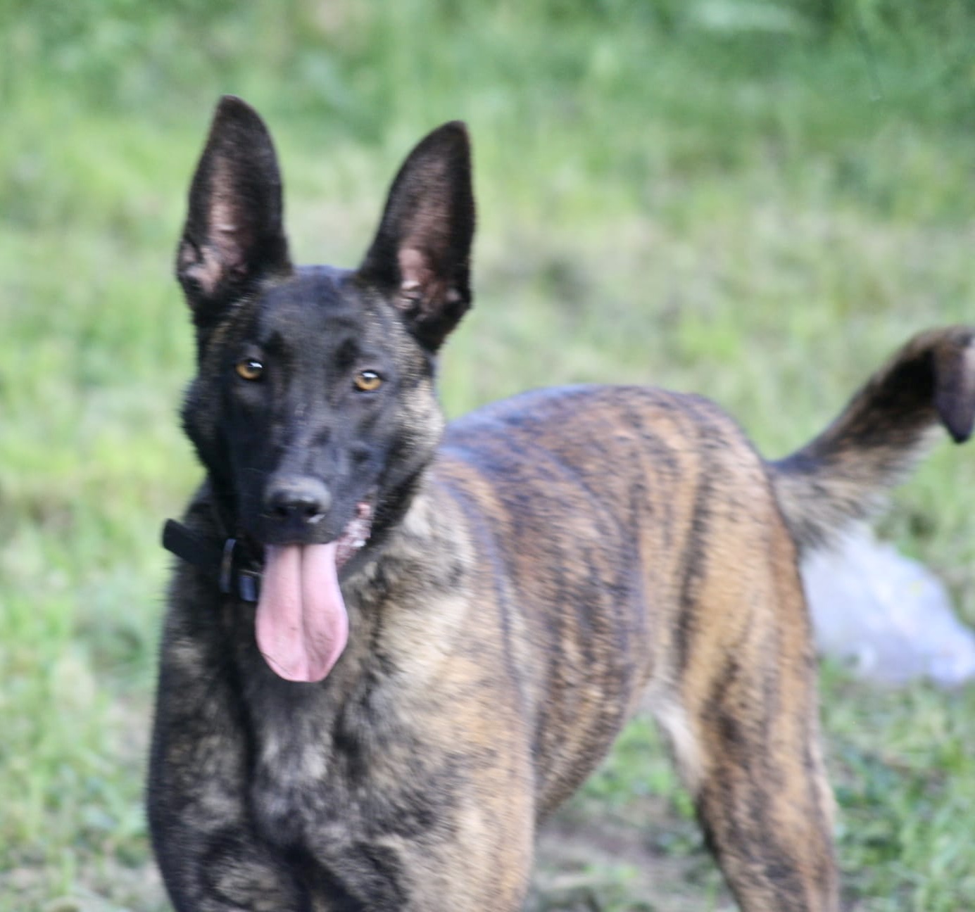 Malinois x Dutch herder bitch | Gundog Trader