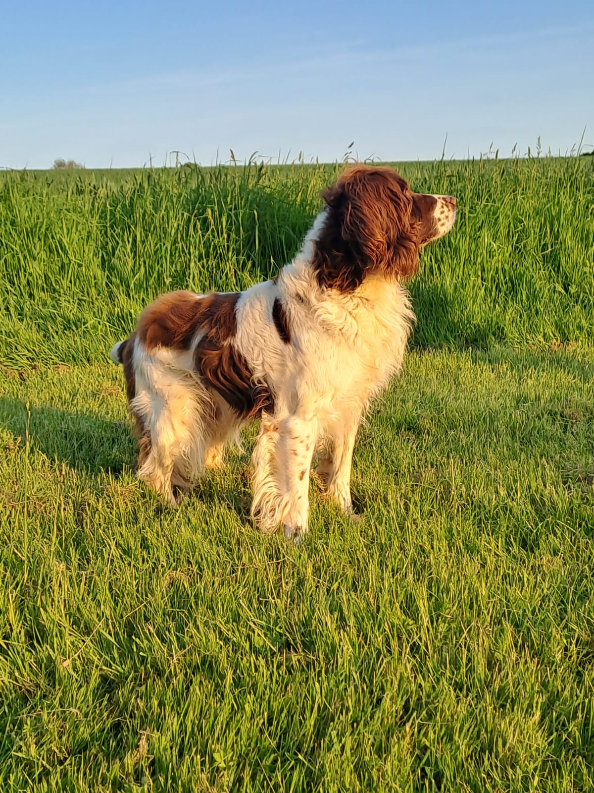Working English Springer Dog | Gundog Trader