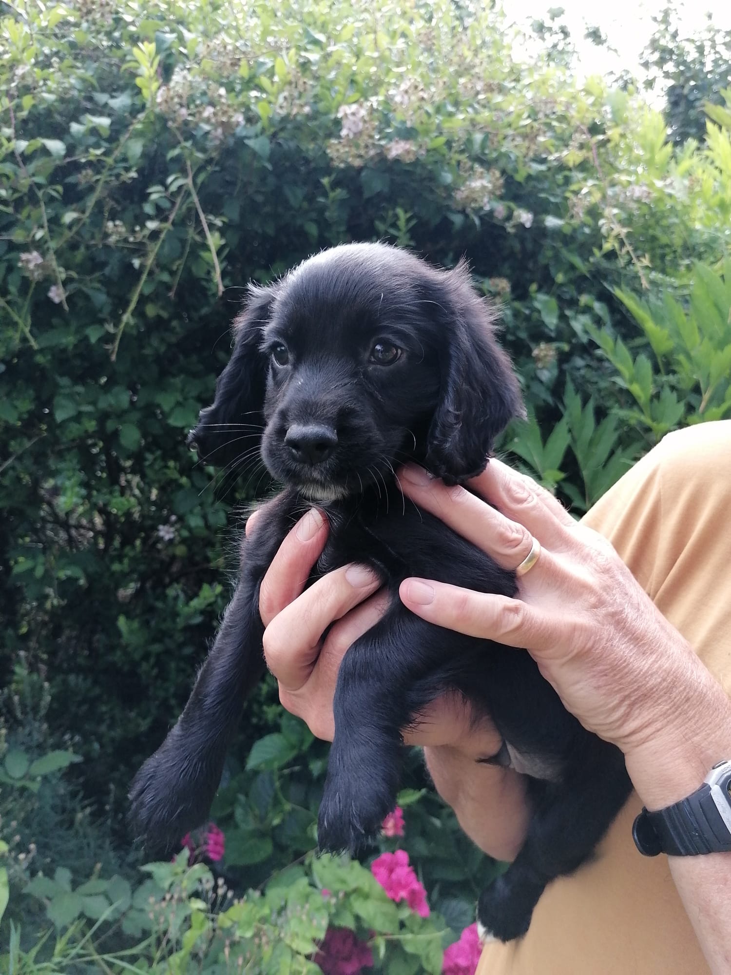 Working cocker spaniel pups | Gundog Trader
