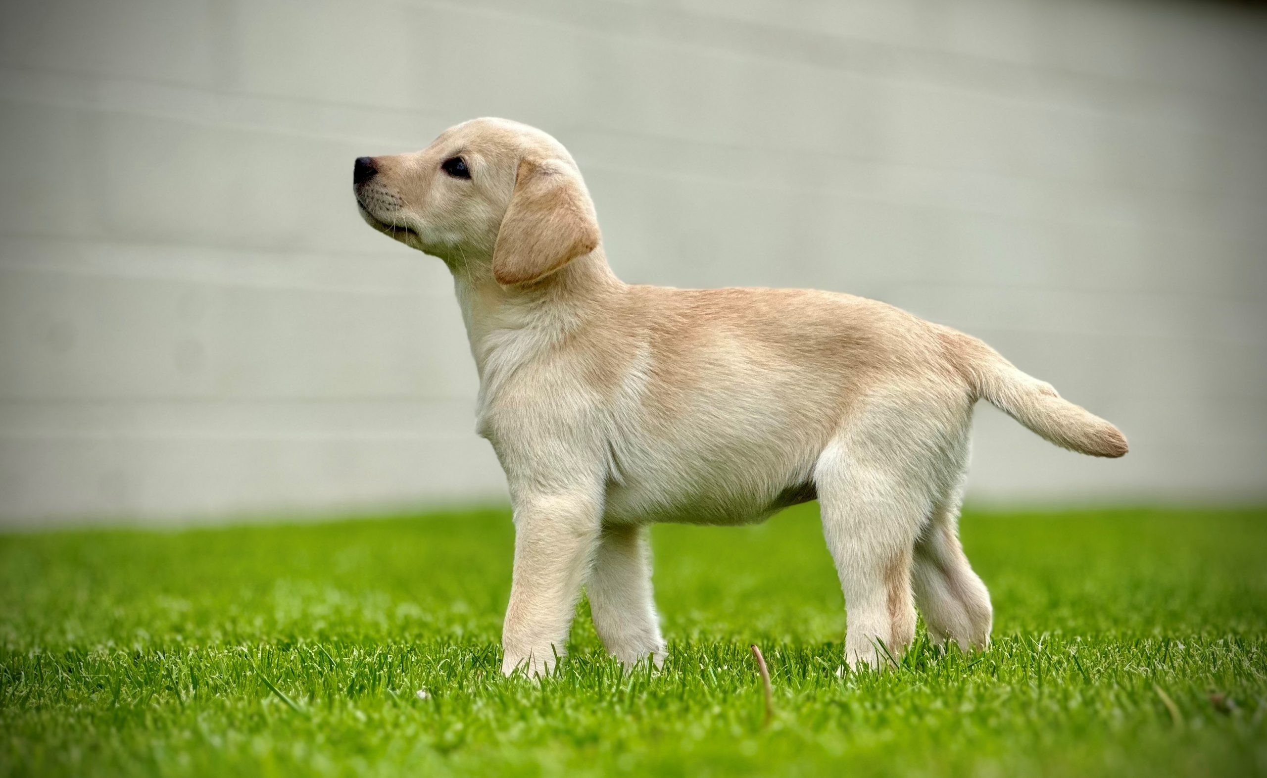 Labrador Pups Available Now | Gundog Trader