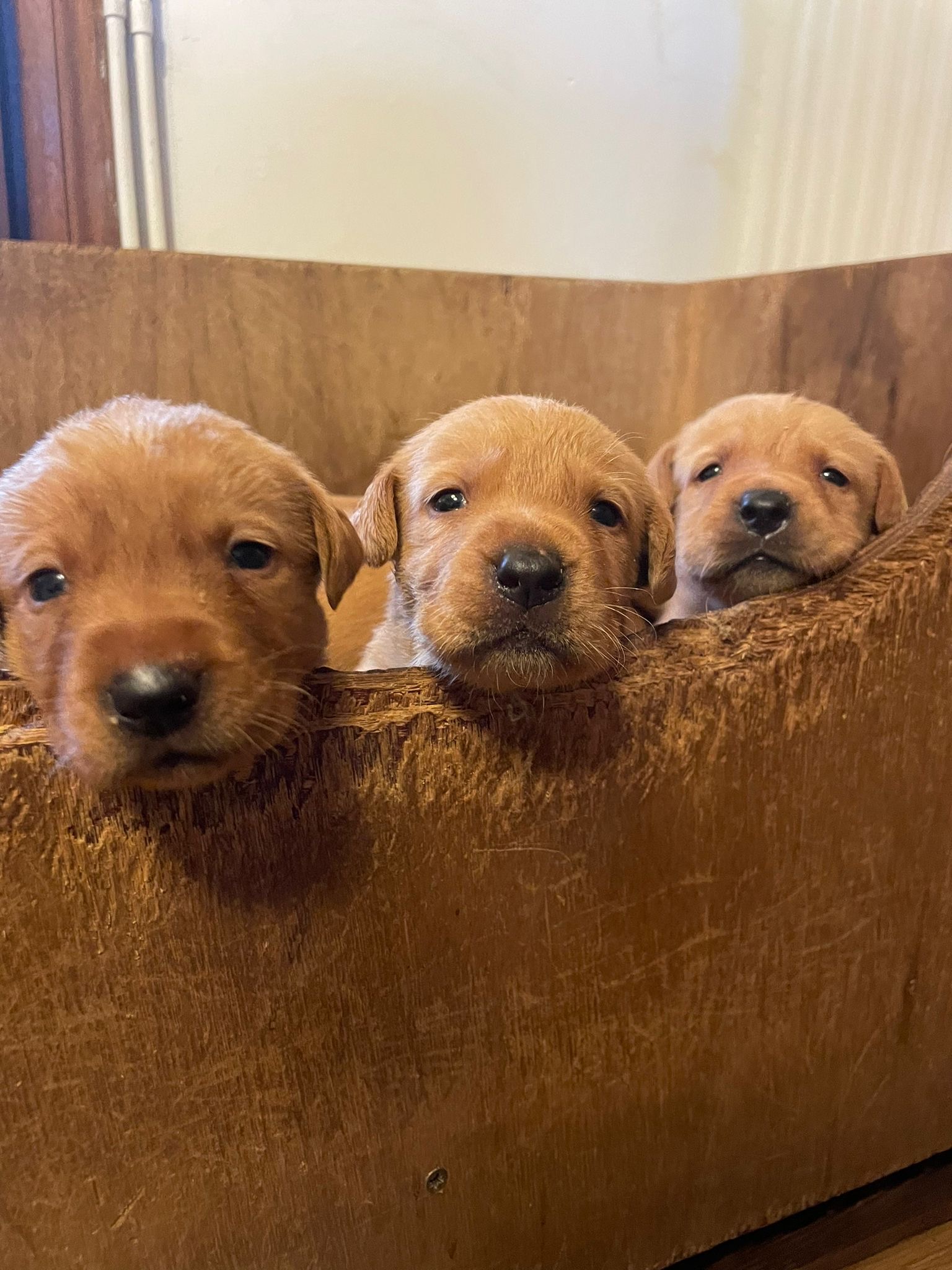 Well bred Kc registered fox red Pups. | Gundog Trader