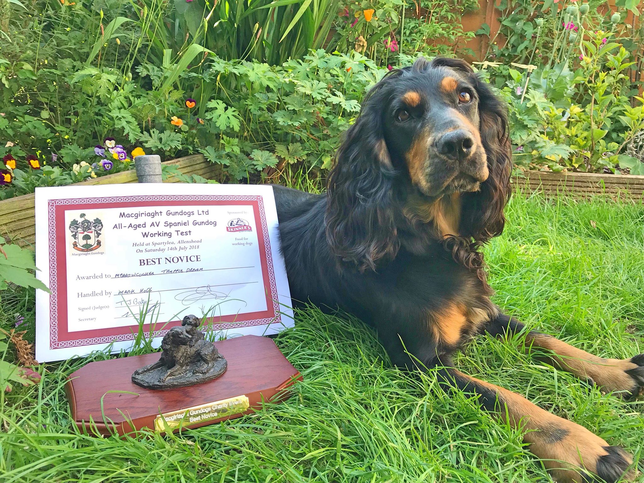 KC Registered working cocker pups, working parents (both health tested ...
