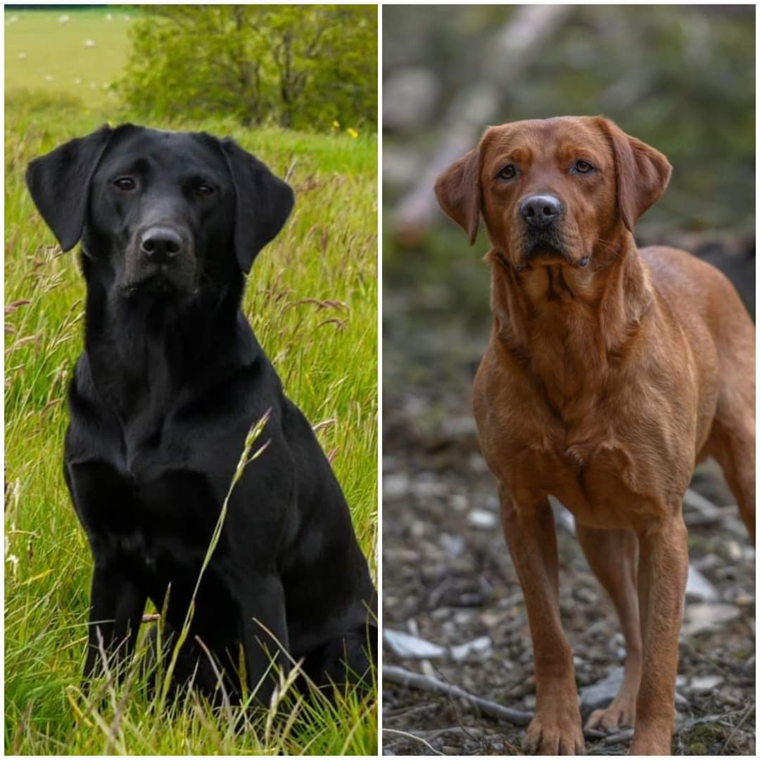 Well bred, KC registered puppies from fully health tested parents ...