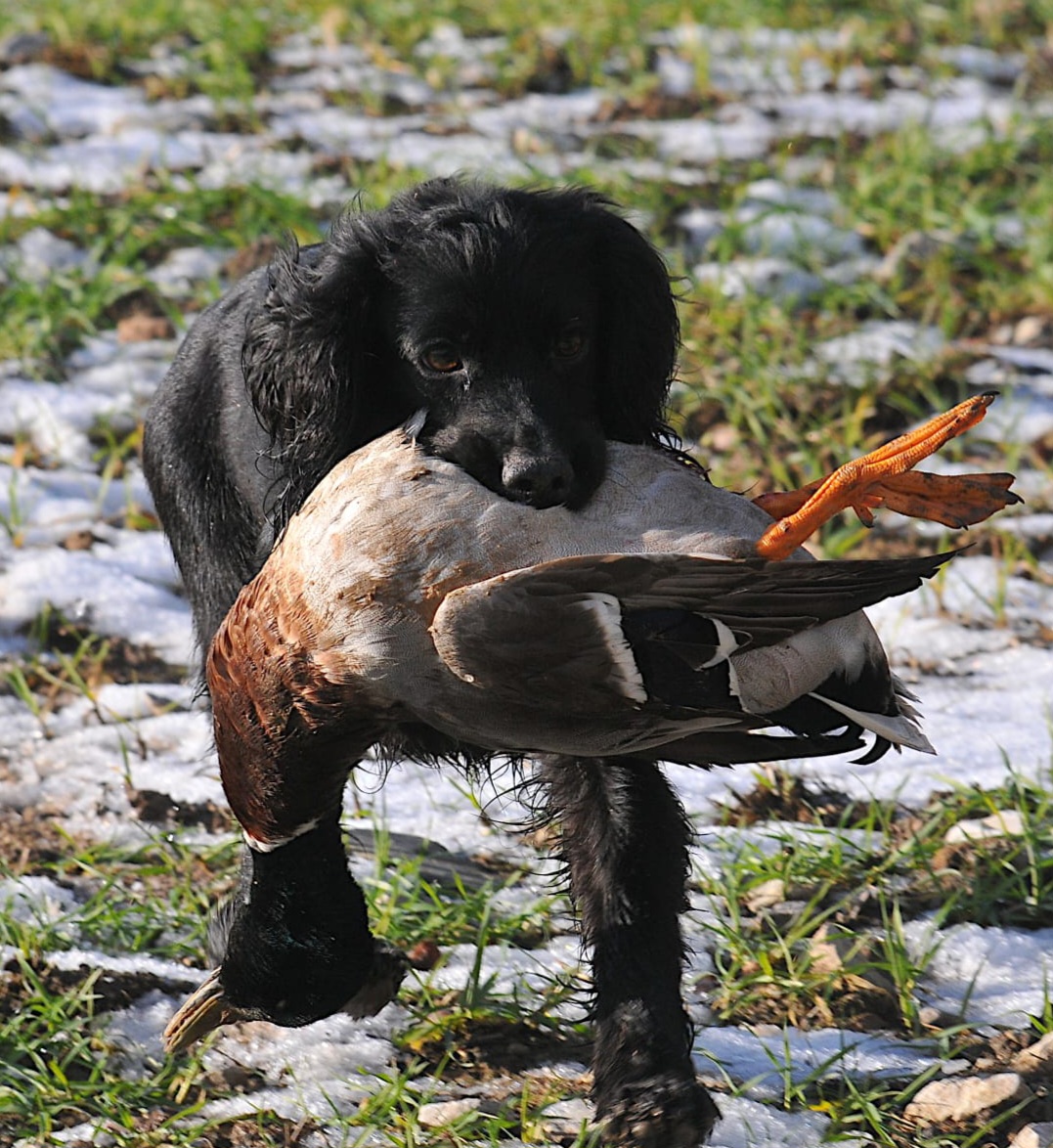 FTAW X OFTW PUPPIES ️ ️ALL SOLD ️ ️ ️ ️ | Gundog Trader