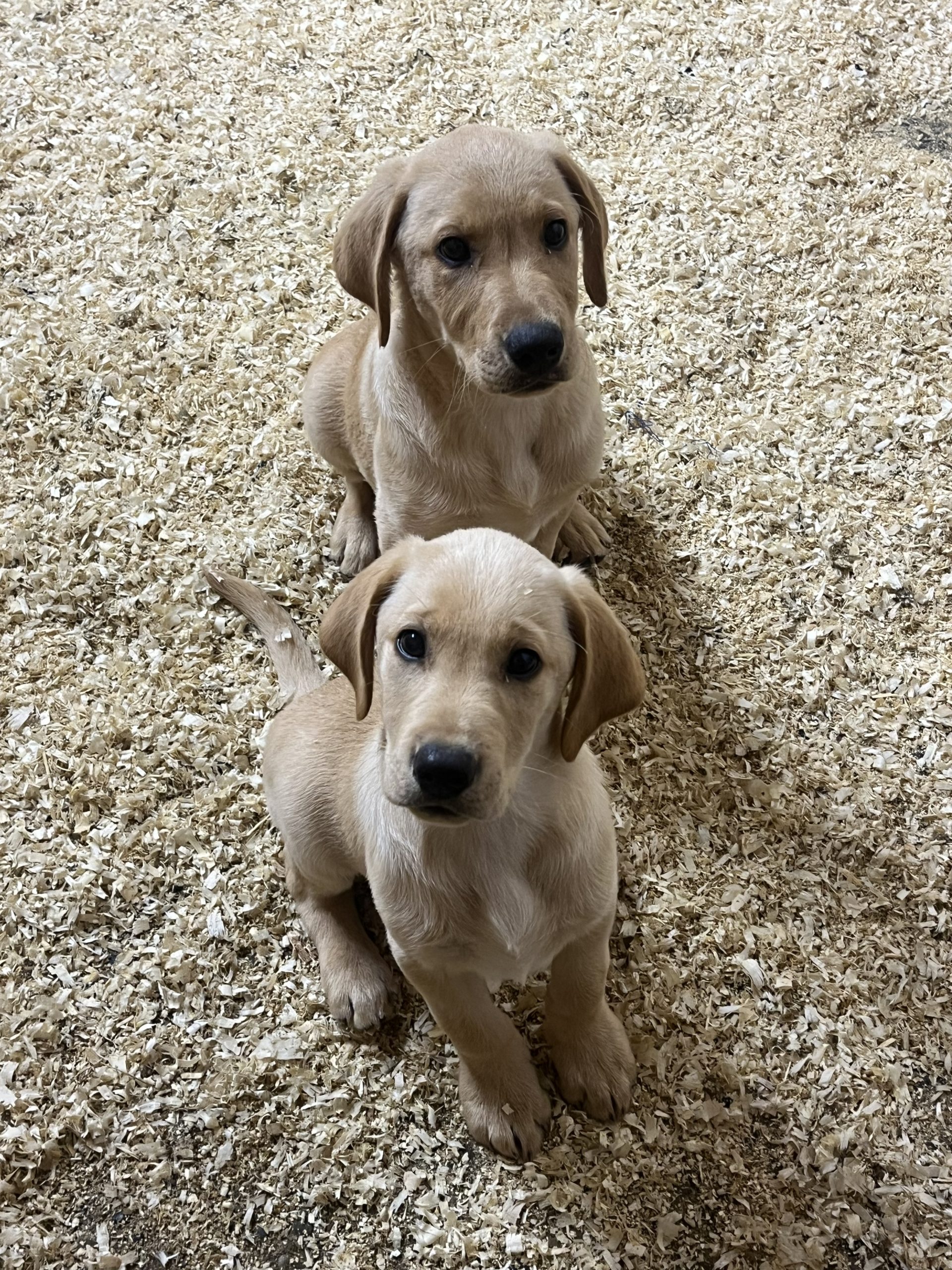 KC Registered labrador puppies | Gundog Trader