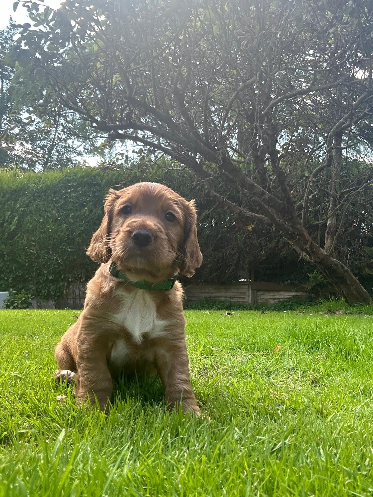 Working Cocker Spaniels KC Registered, Docked, FTCH & OWFT Bloodline ...