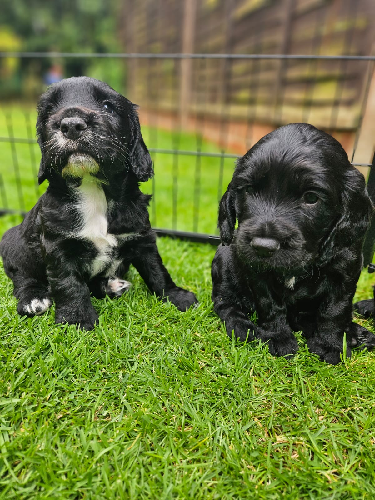 Working Sprocker Spaniels | Gundog Trader