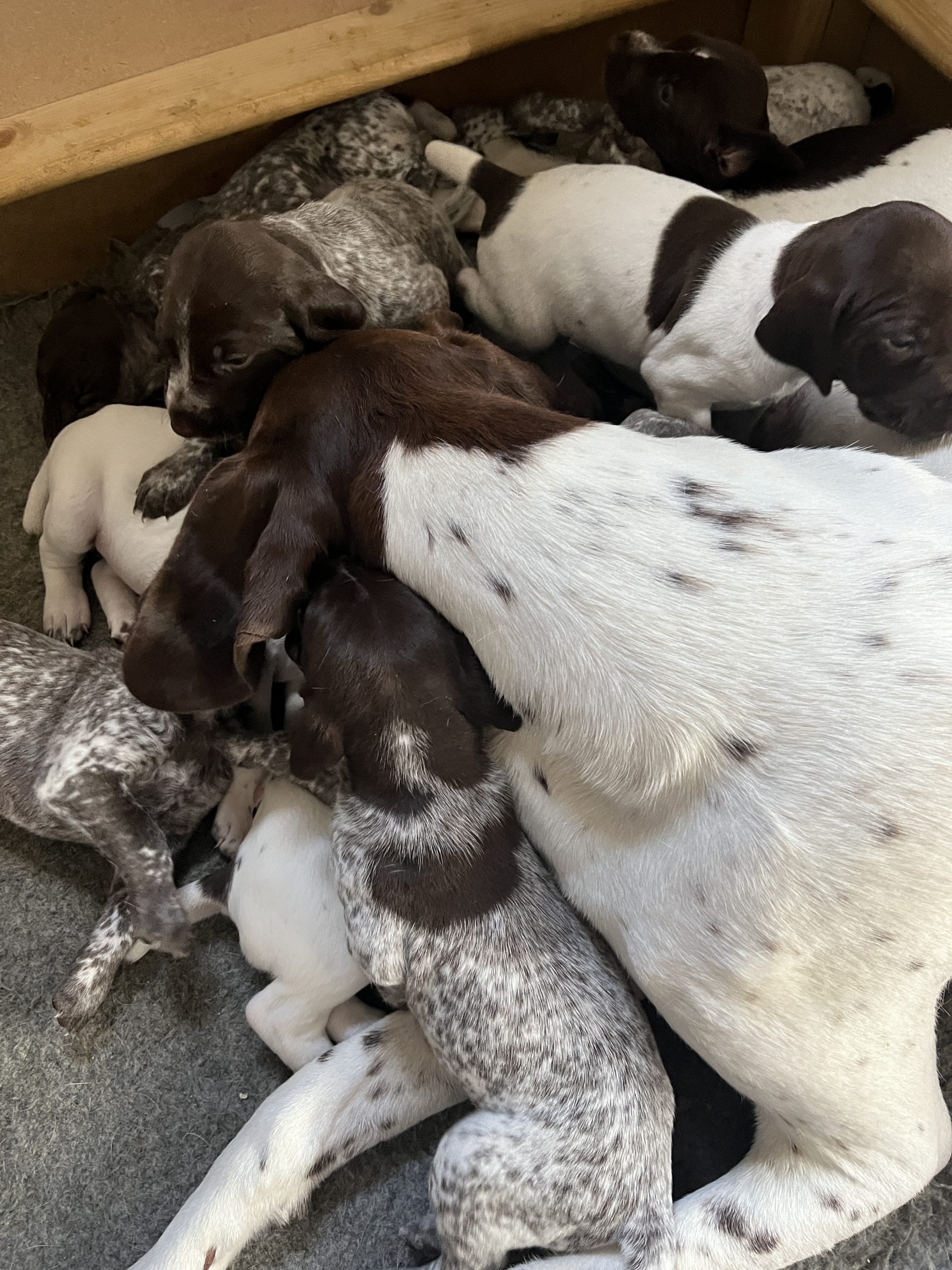 Cornbrash Gundogs | Gundog Trader
