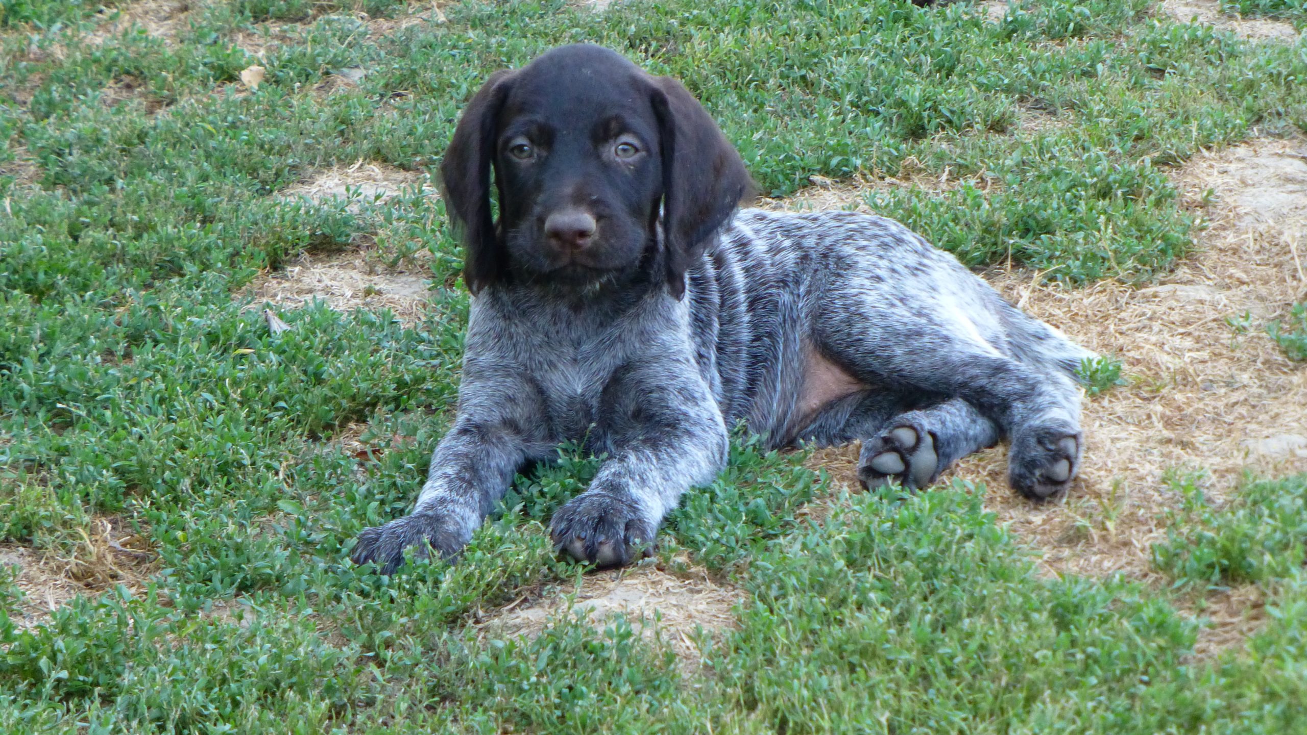 German Wirehaired Pointer Puppies for sale | Gundog Trader