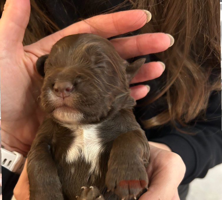4 chocolate brown working sprocker pups for sale. ️ | Gundog Trader