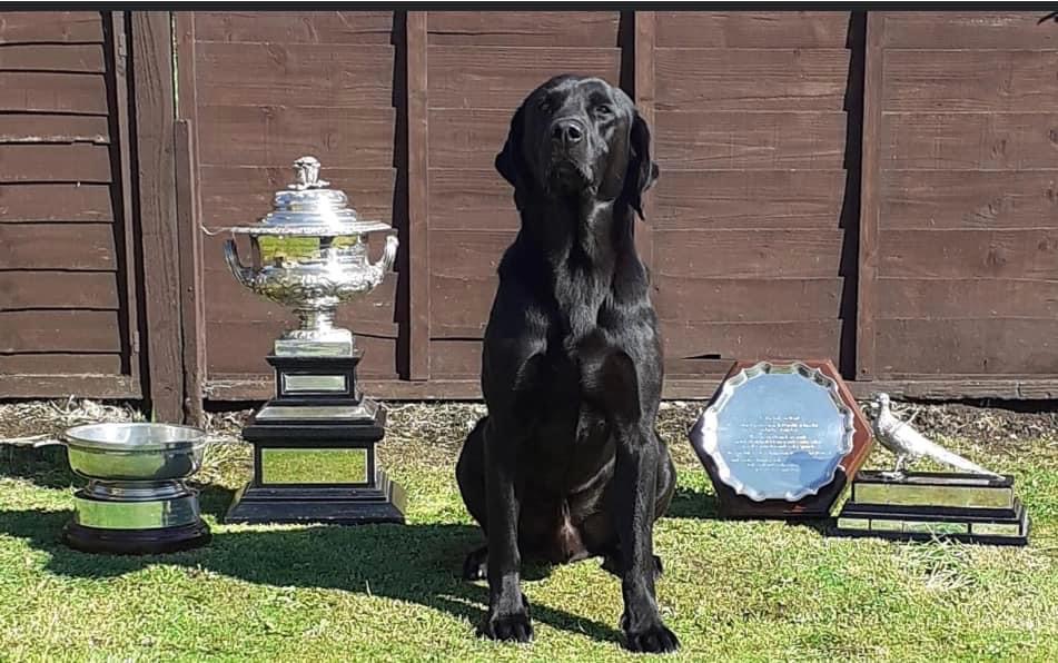FTW X FTCH (1 Black dog pup available) | Gundog Trader