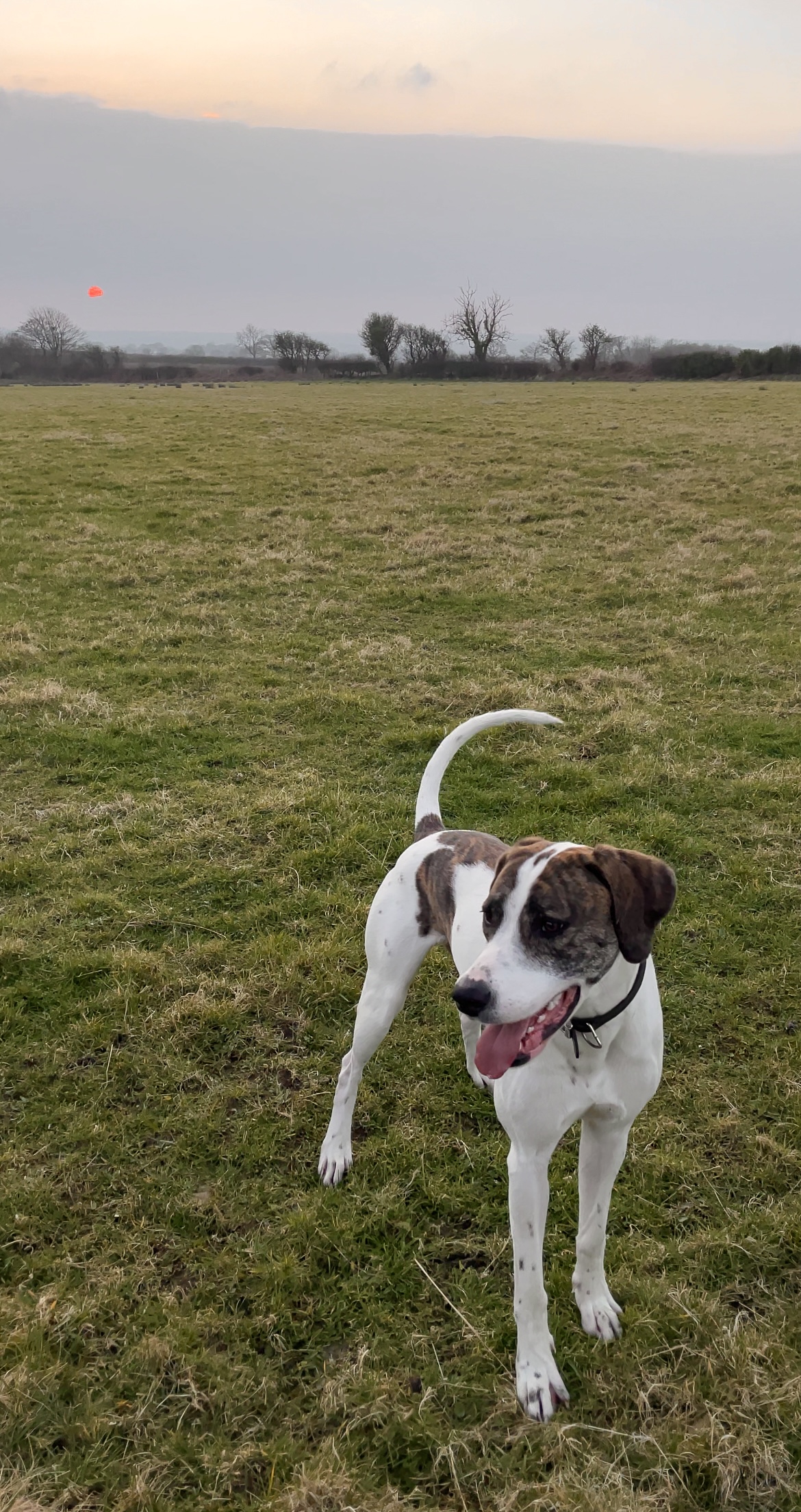Welsh hound x Lurcher | Gundog Trader