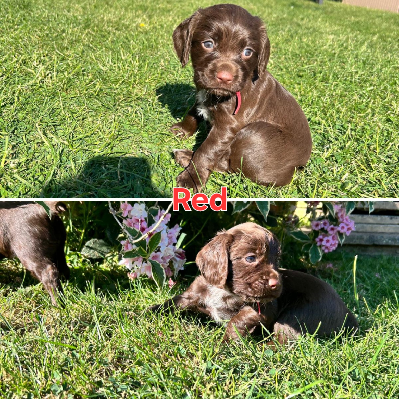 KC Registered Working Cocker Spaniel Puppies | Gundog Trader