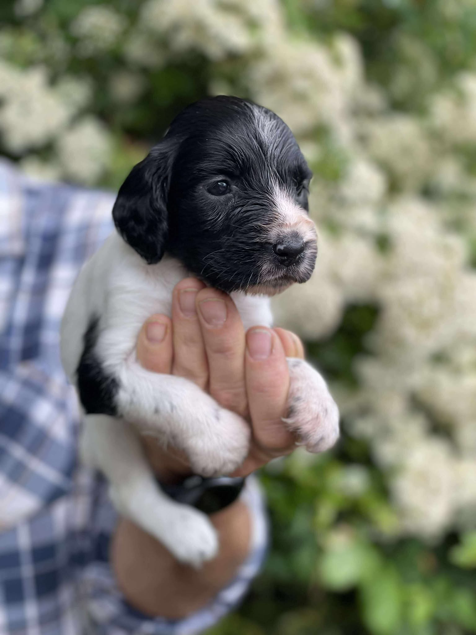 Working Sprocker Spaniels | Gundog Trader