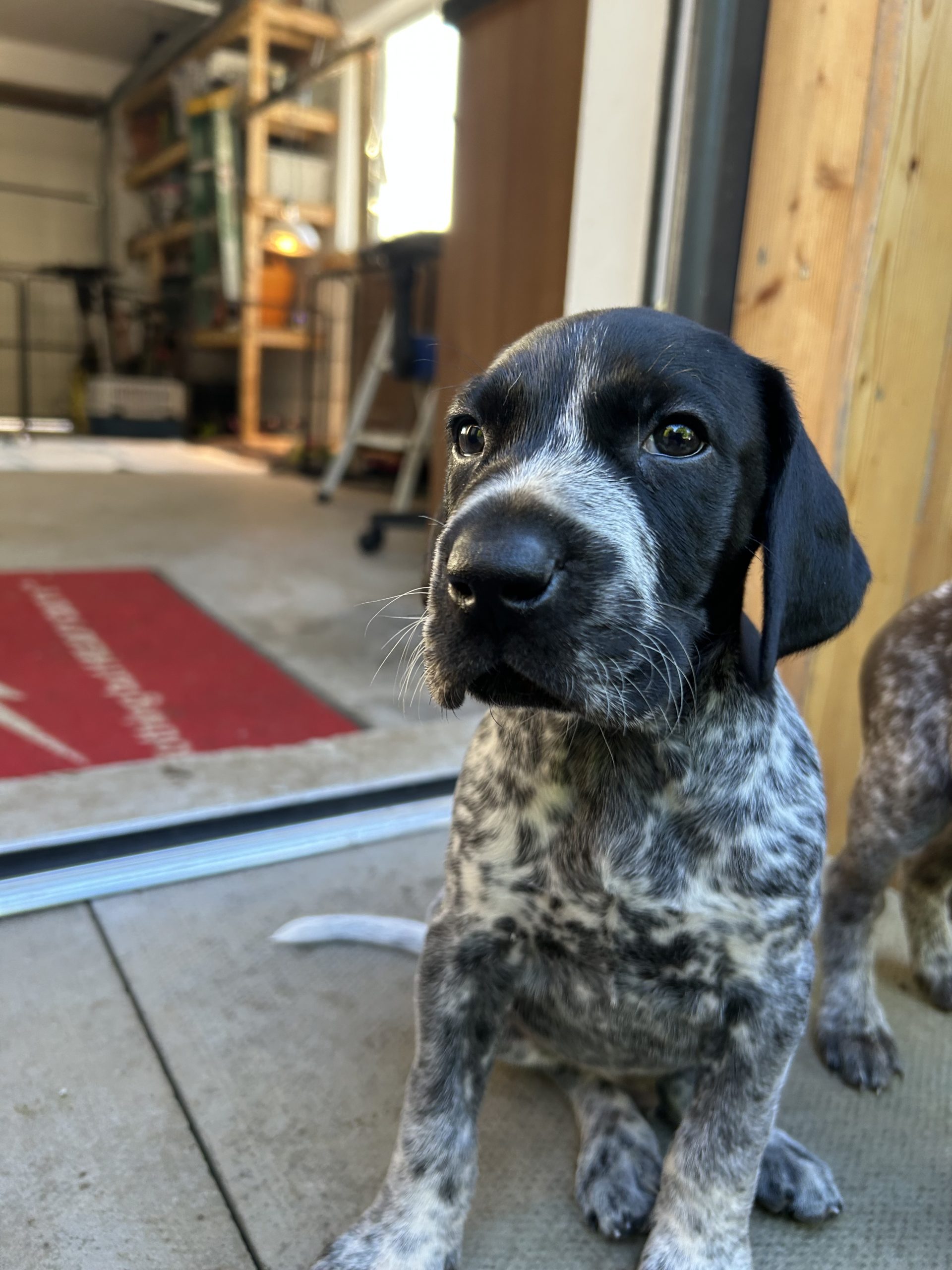 German Shorthair Pointer KC registered | Gundog Trader
