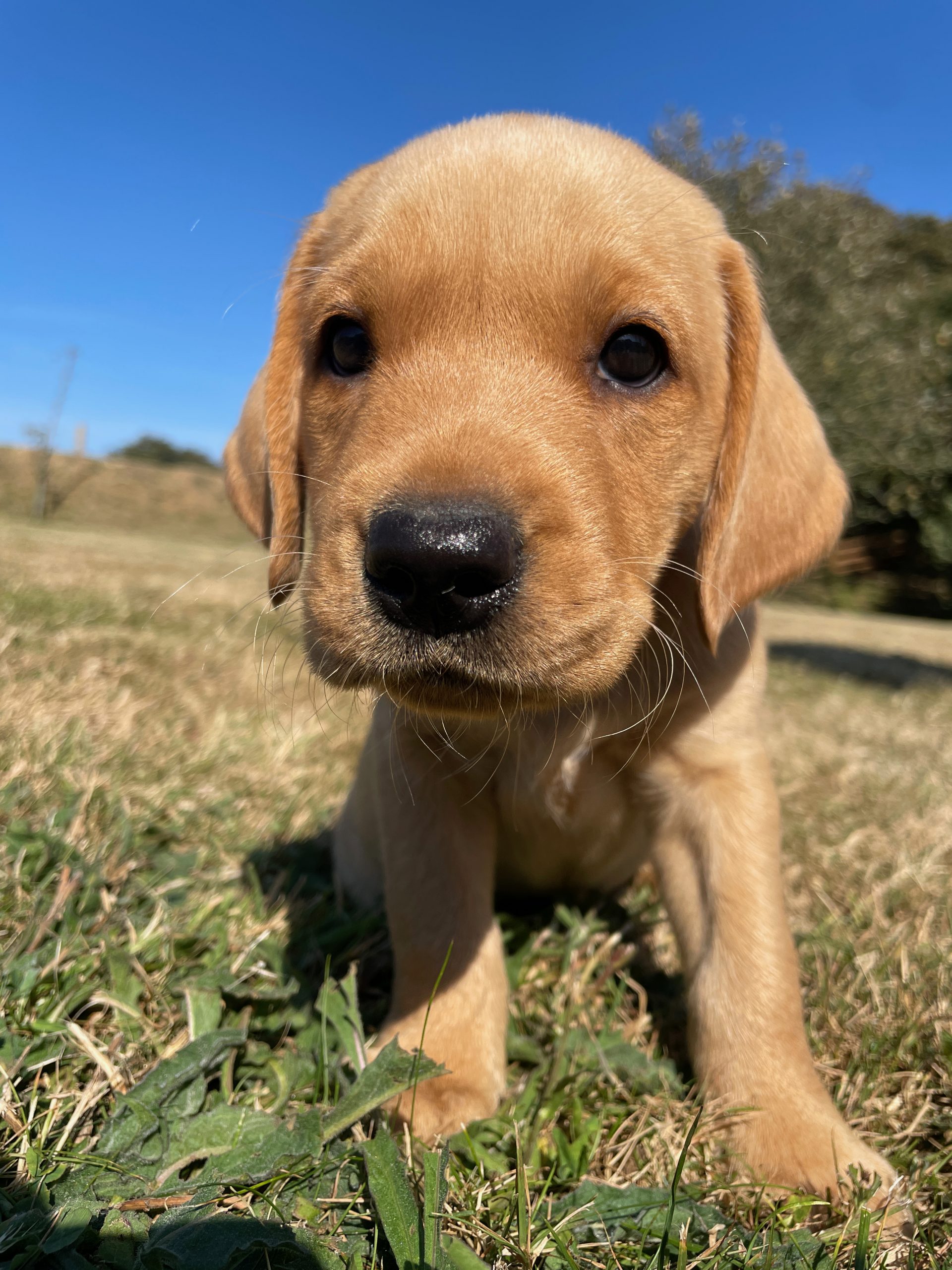KC registered Black & Fox Red Labrador Puppies | Gundog Trader